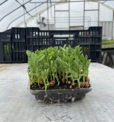 Shop – Orange Cat Community Farm